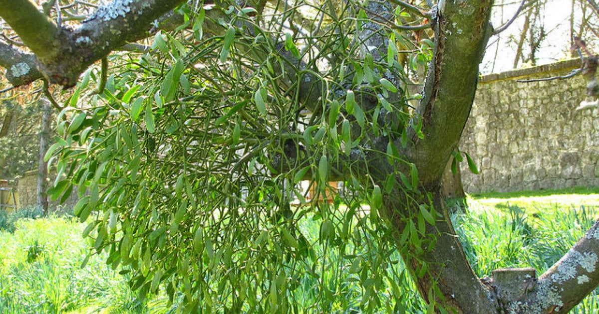 Mistletoe - Is it the Perfect Christmas Symbol of Romance or a ...