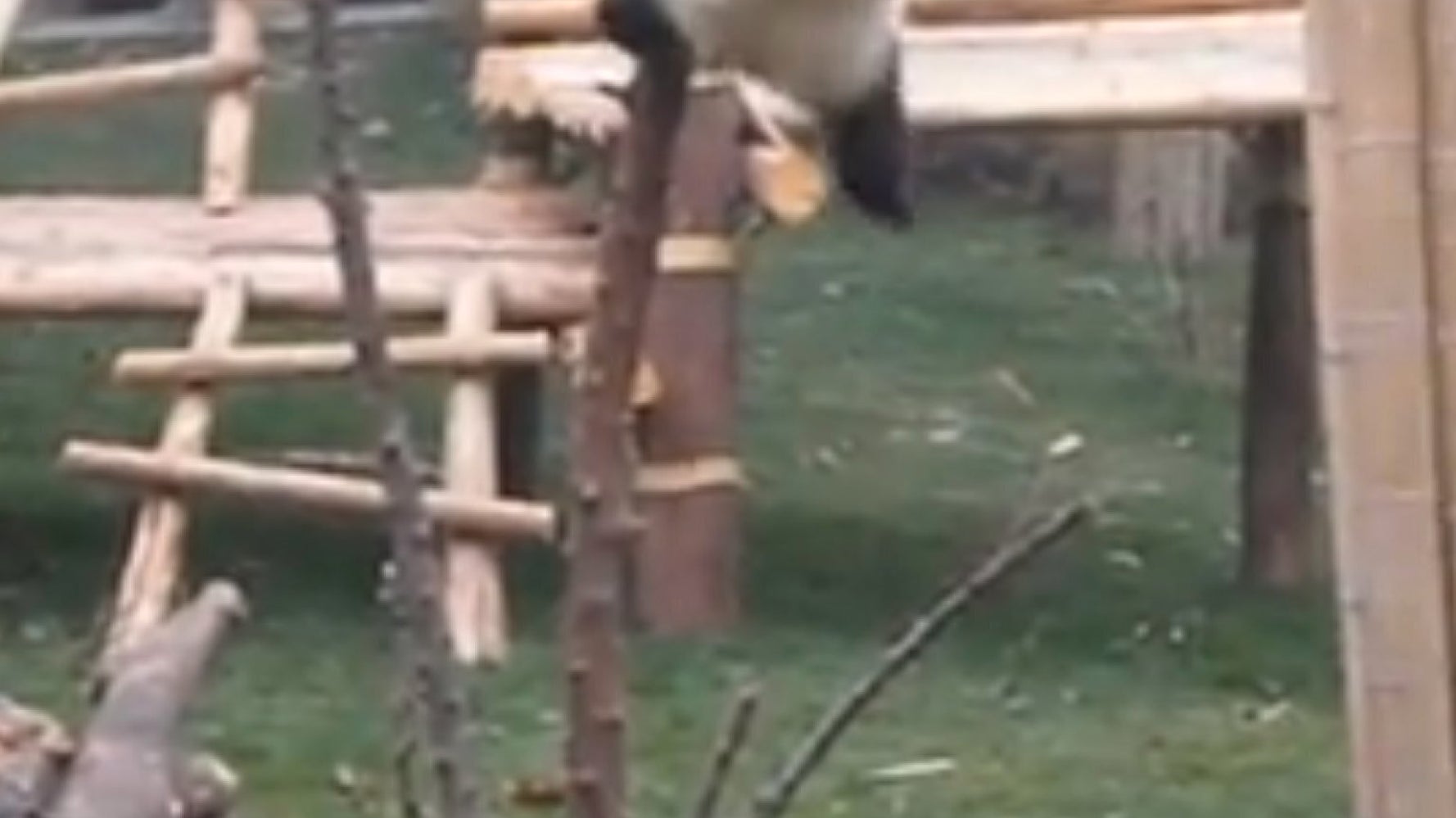 Baby Panda Getting Stuck In A Tree: The Cutest Thing You'll See All Day ...