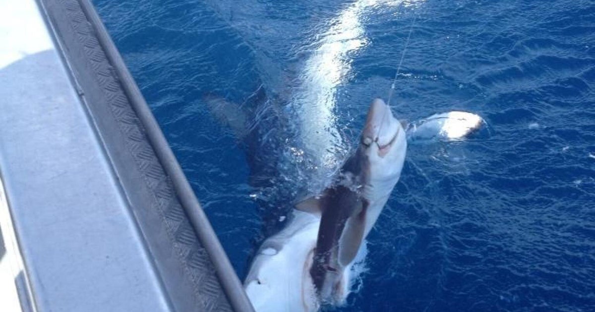 Picture Of Shark Attacking Another Shark On A Fishing Pole Goes Viral ...