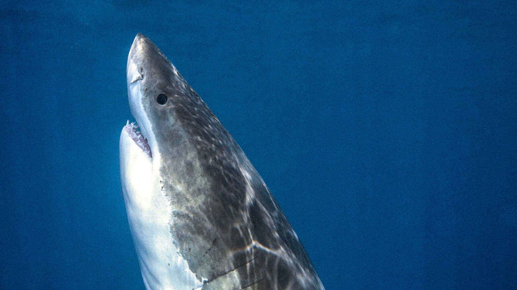 Great White Shark Snapped Sneaking Up On A Seagull (PICTURE) | HuffPost ...