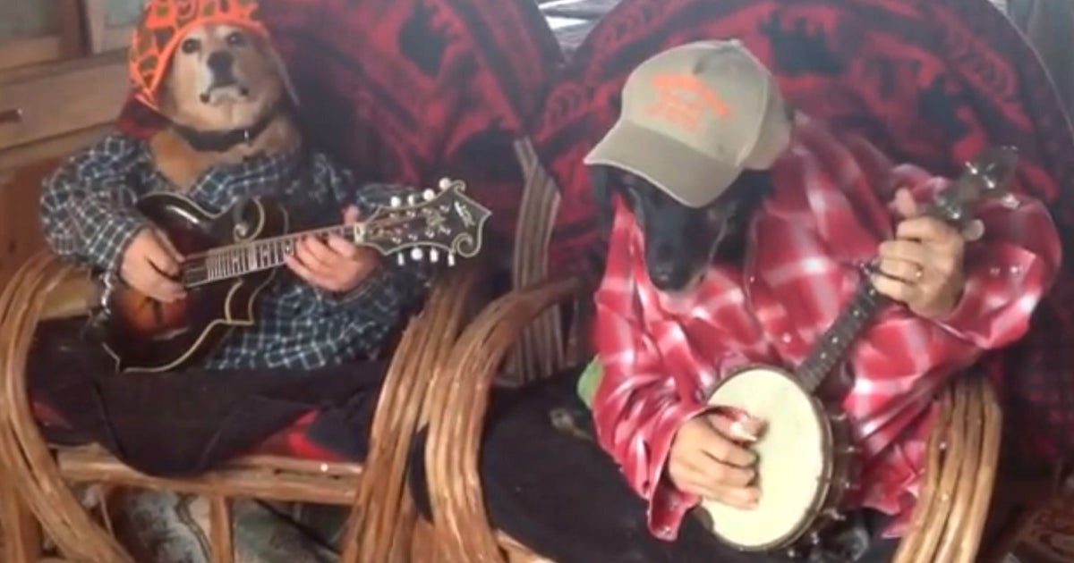 Just Two Dogs Playing Banjos (VIDEO) | HuffPost UK Comedy