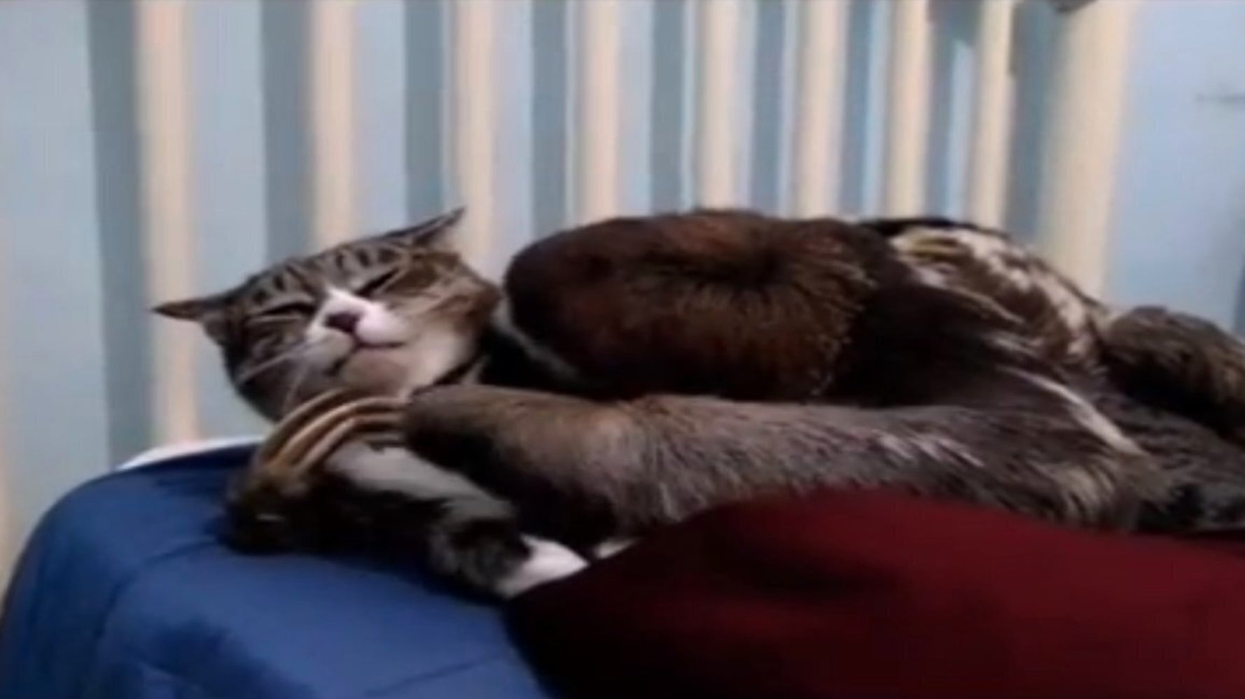 Just A Sloth Hugging A Cat (VIDEO) | HuffPost UK Comedy