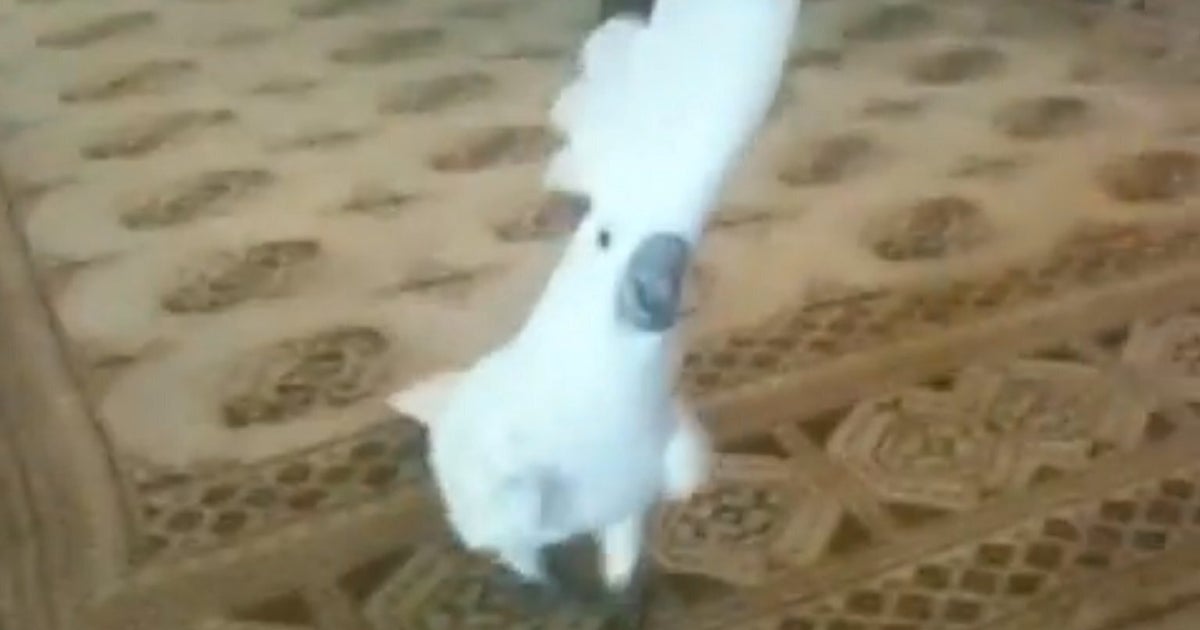 Cockatoo Only Attacks People When Her Owner Isn't Around (VIDEO ...