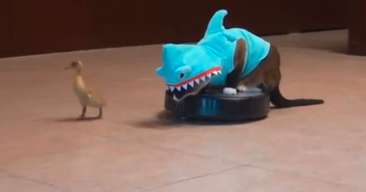 Just A Cat Dressed As A Shark Riding A Roomba Chasing A Duckling (VIDEO ...