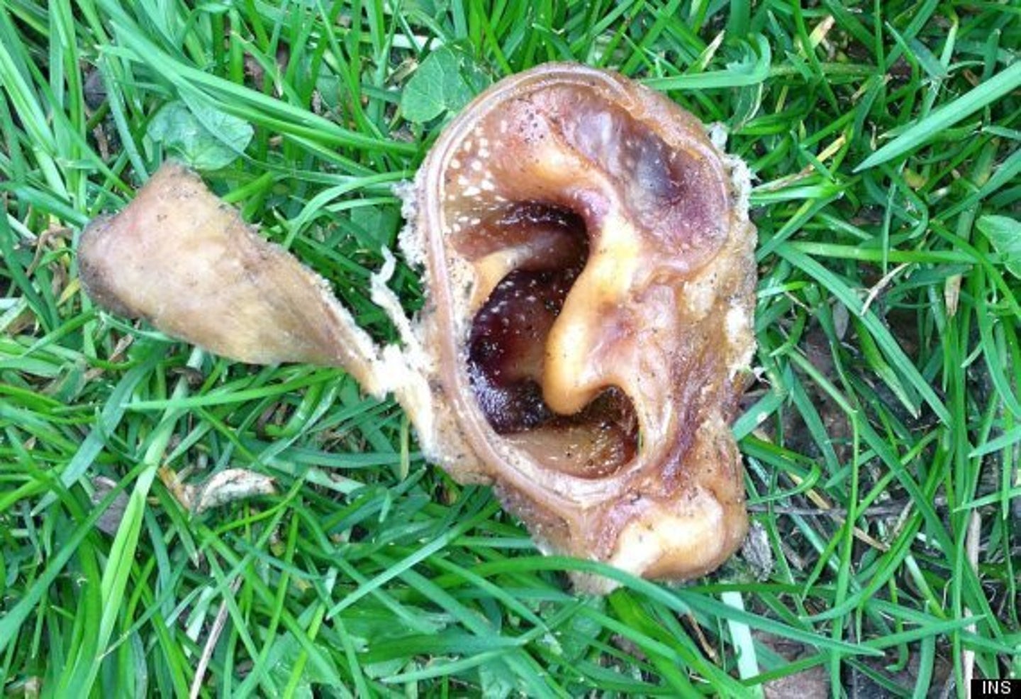 Mystery Of Severed Human Ear Found By Dog Walker In Churchyard (GRAPHIC ...