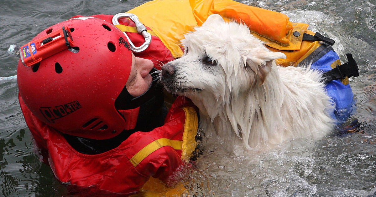 Blind Dog Rescued By Firefighters From Lake Ontario After Taking A ...