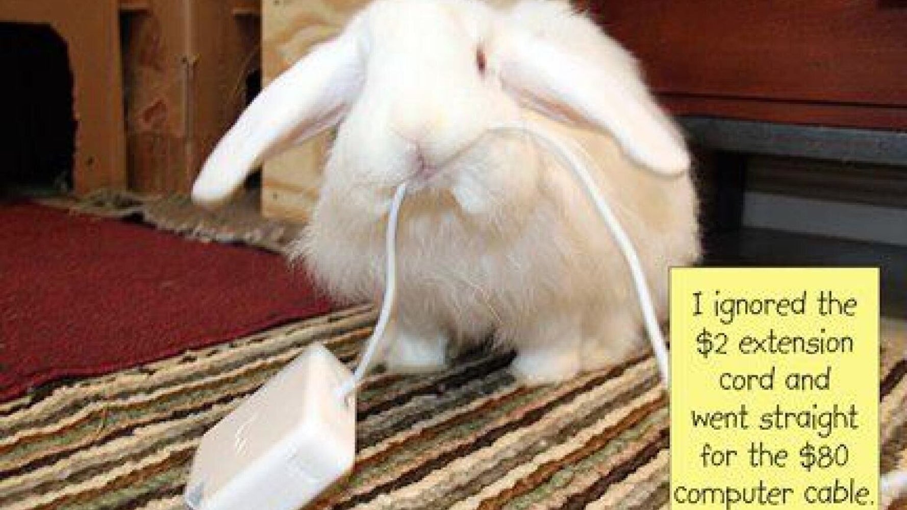 Bunny Shaming: Facebook Group Publicly Humiliates Naughty Rabbits ...