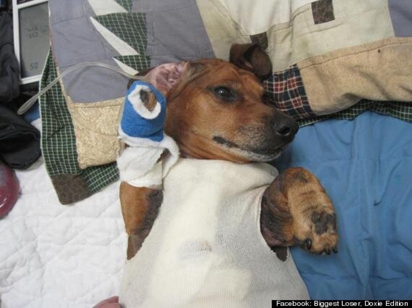 Obie The Obese Dachshund: Sausage Dog's Surgery To Remove Excess Skin ...