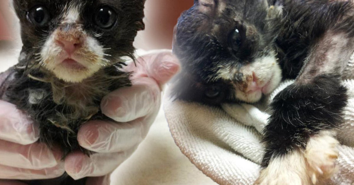 Adorable Kitten Set On Fire, Is Lovingly Nursed Back To Health ...