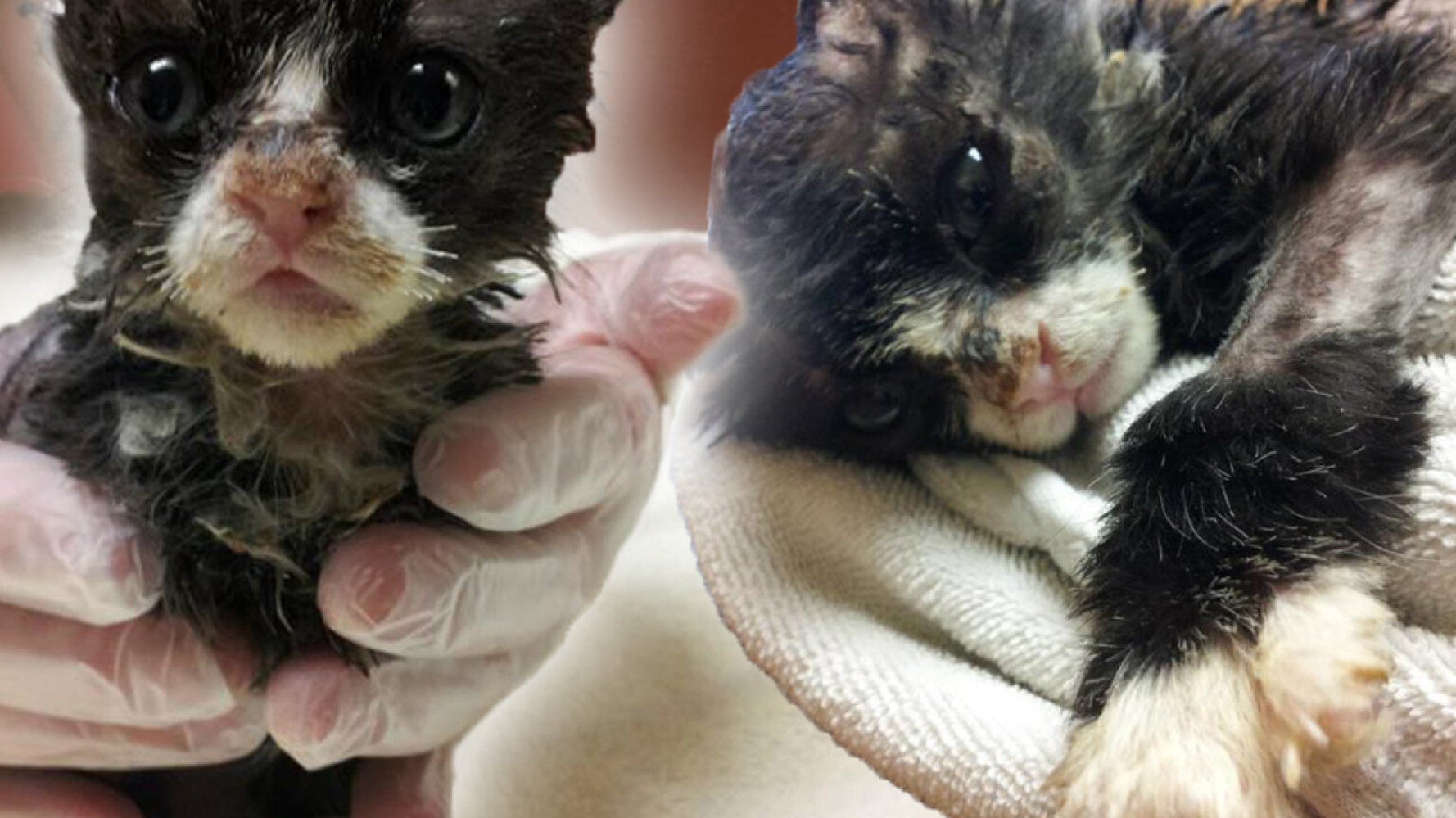 Adorable Kitten Set On Fire, Is Lovingly Nursed Back To Health ...