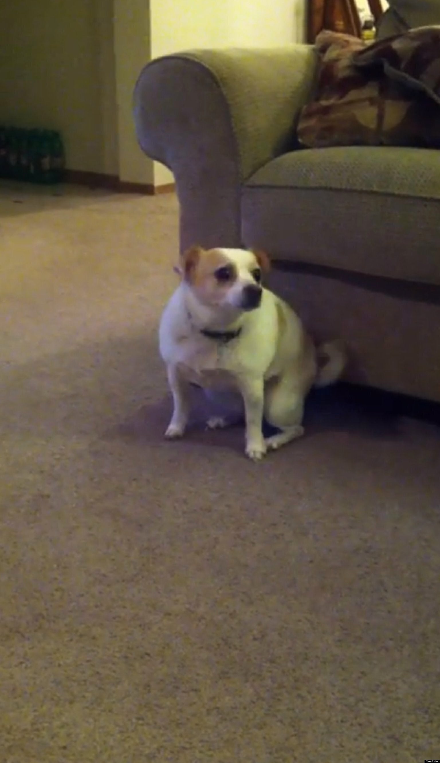 dog dances to Eminem