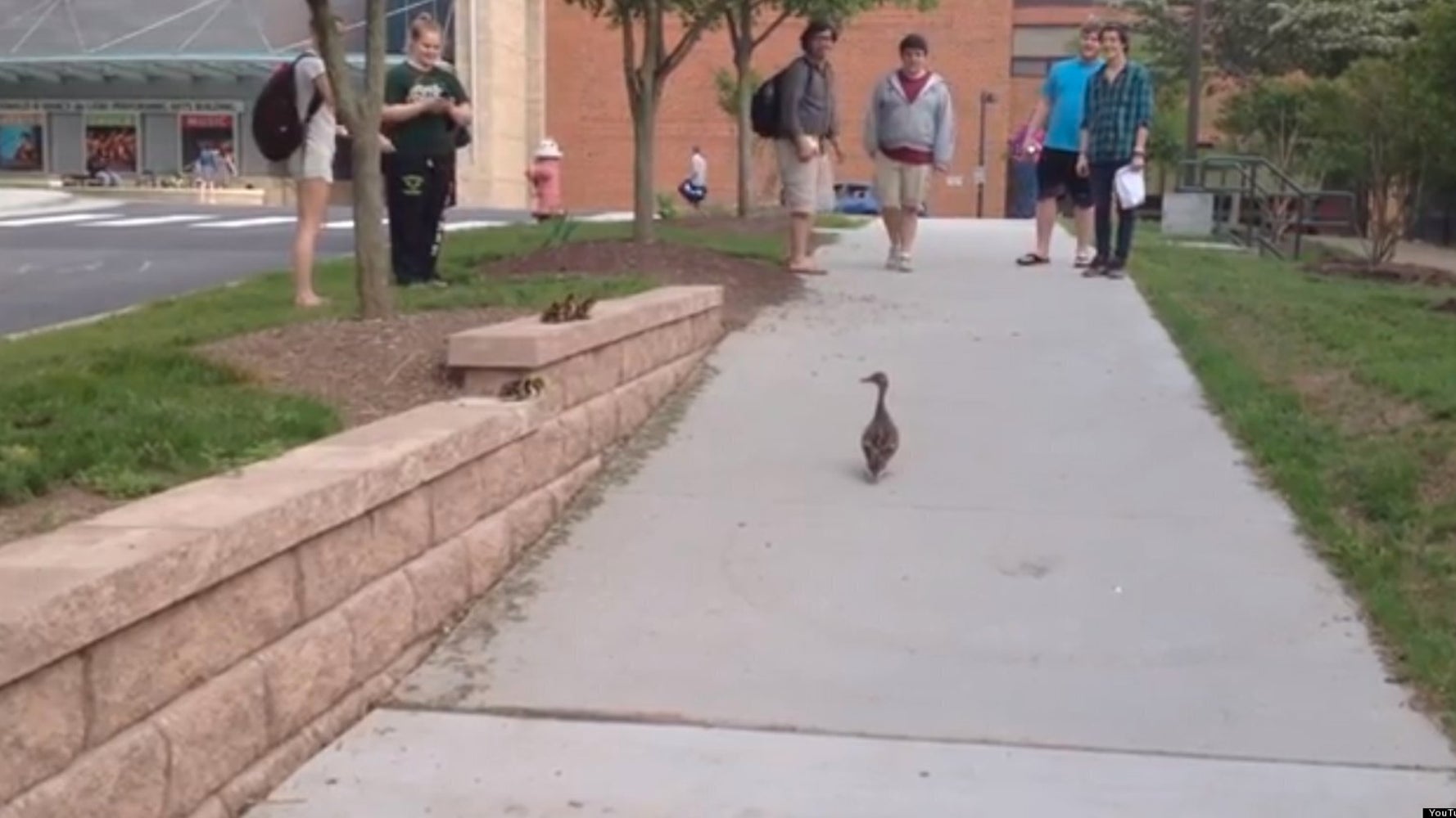 Ducklings Get Stuck On Wall (VIDEO) | HuffPost UK Comedy