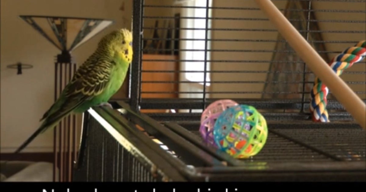 Disco The Parakeet Talks, Sings And Beatboxes (VIDEO) | HuffPost UK Comedy