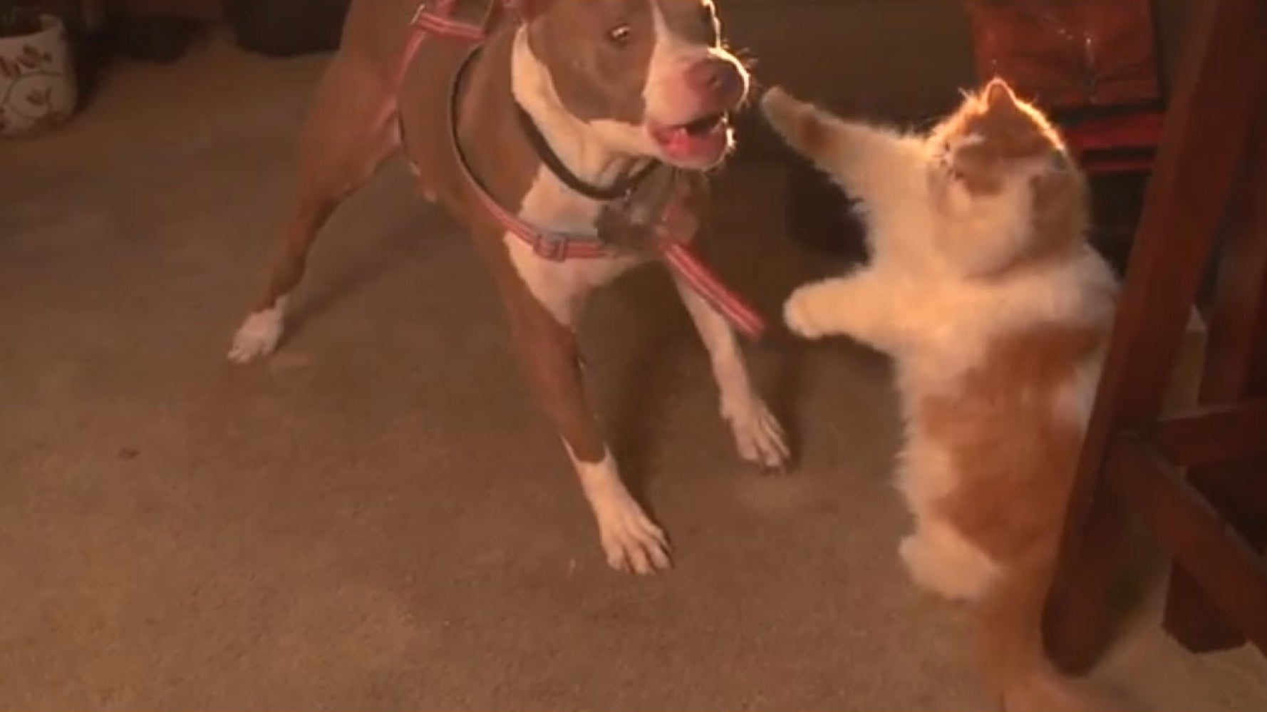 Cat Fights Dog... In Slow Motion (VIDEO) | HuffPost UK Comedy