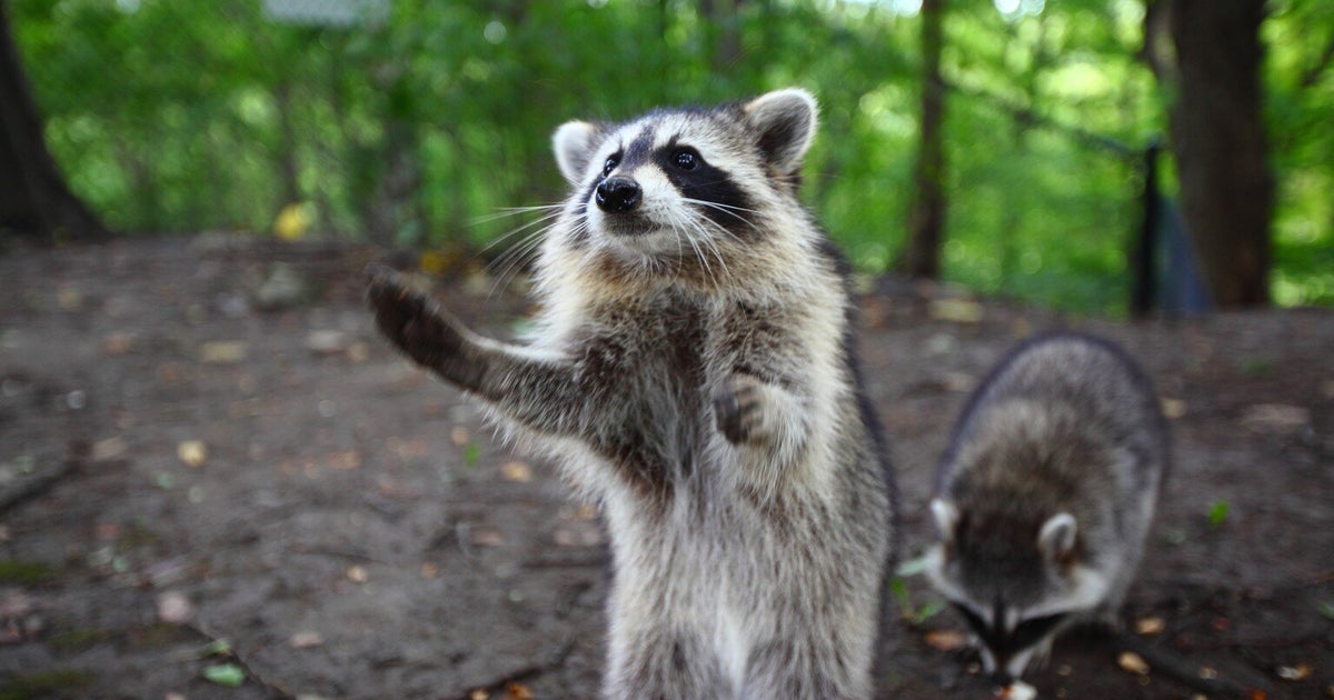 Raccoon Caught In Scotland After Three Months On The Run | HuffPost UK News