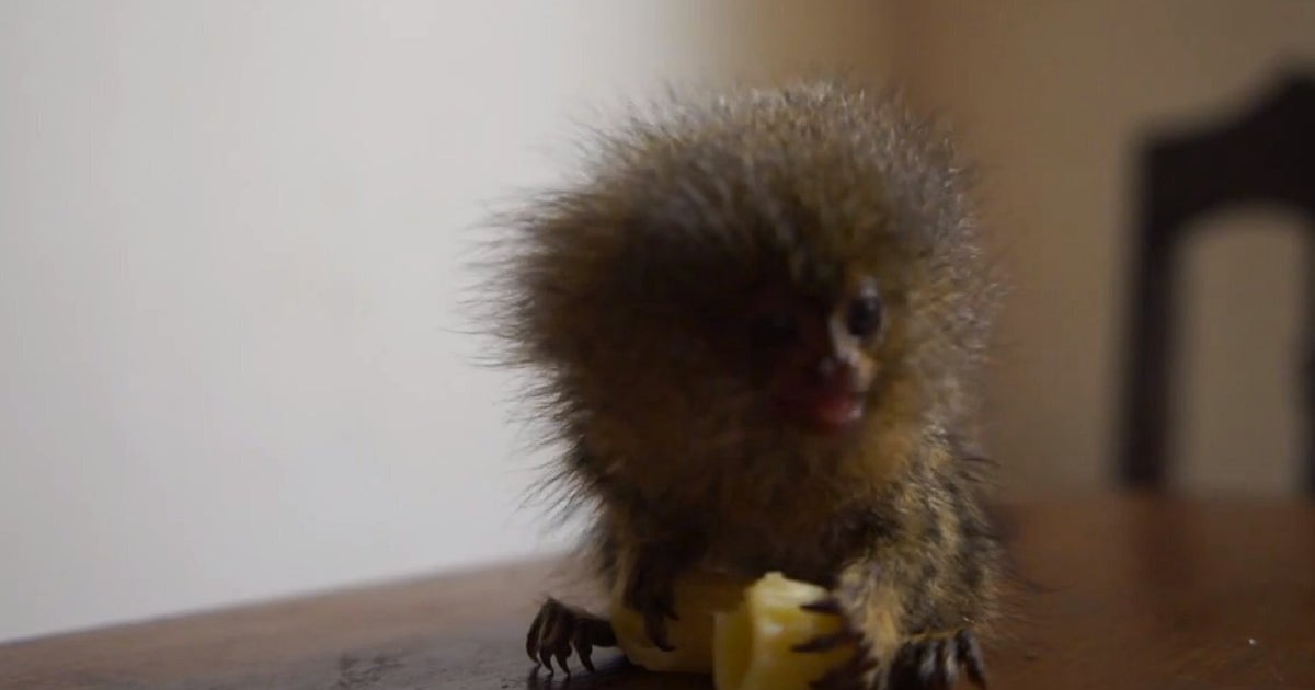 Tiny Monkey Eats A Piece Of Pasta As Your Heart Melts (VIDEO ...