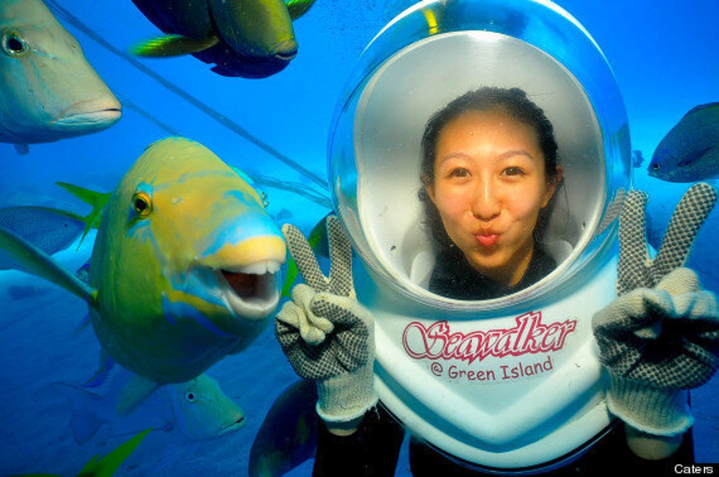 Meet Gavin, The Photobombing Fish (PICTURES) | HuffPost UK Comedy