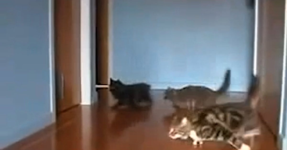 It's Cat Formula One! (VIDEO) | HuffPost UK Comedy