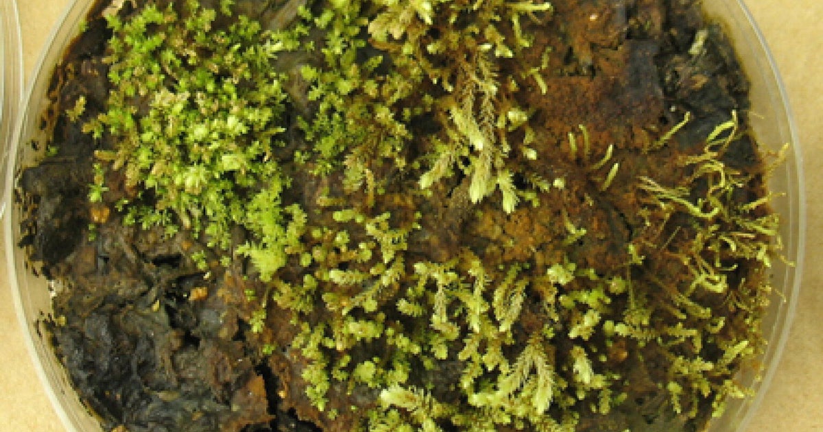 400-Year-Old Moss Brought Back To Life After Spending Centuries Under A ...