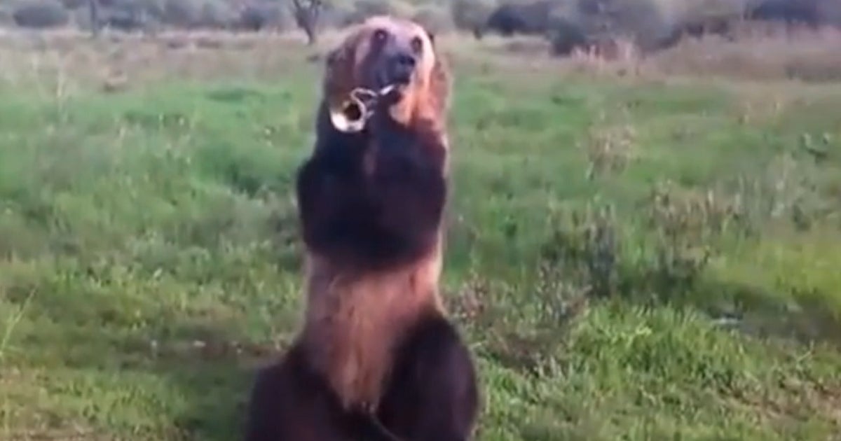 Epic Sax Bear (VIDEO) | HuffPost UK Comedy