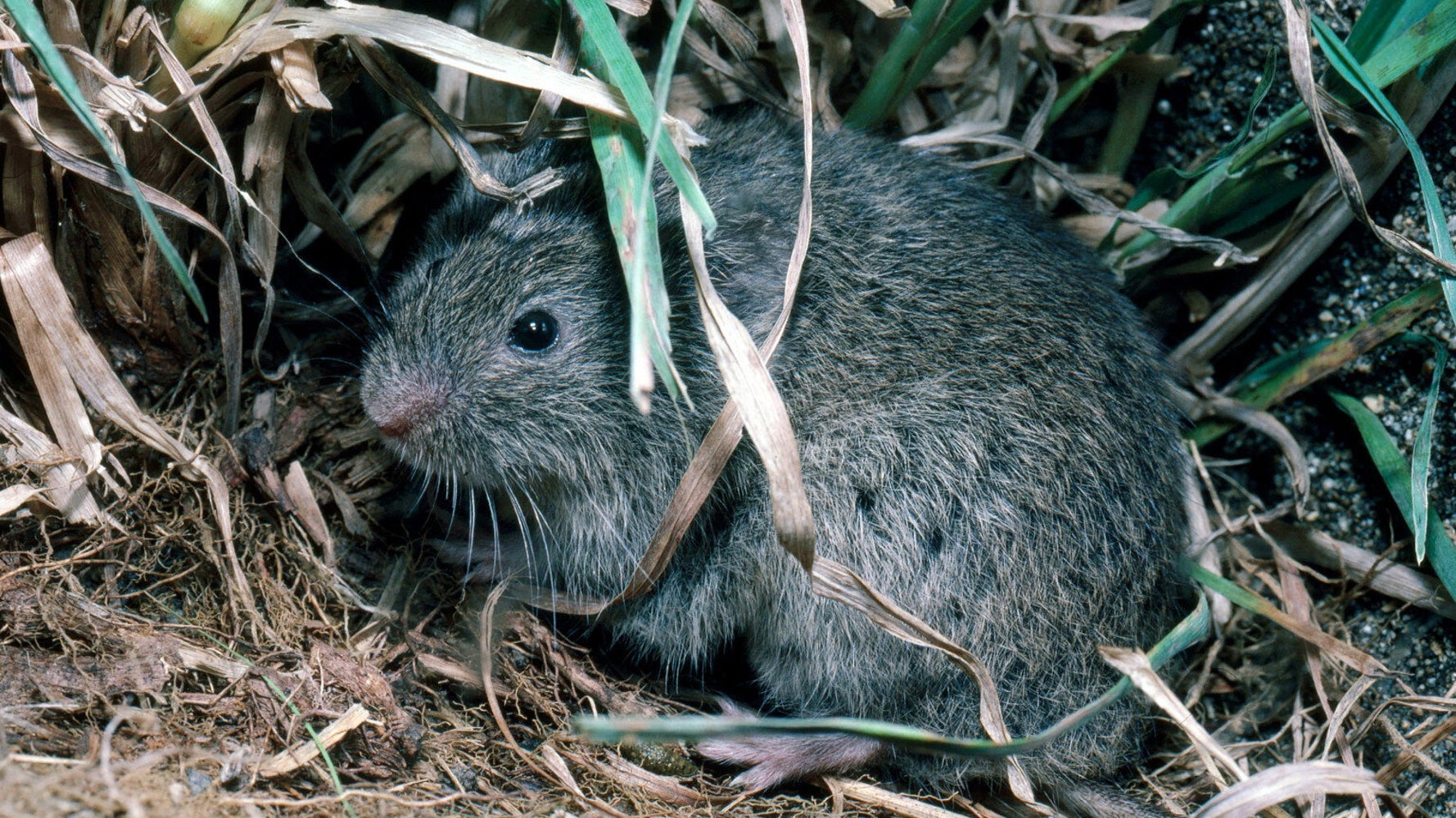 How Love Really Does Change Your Brain (In Prairie Voles At Least ...
