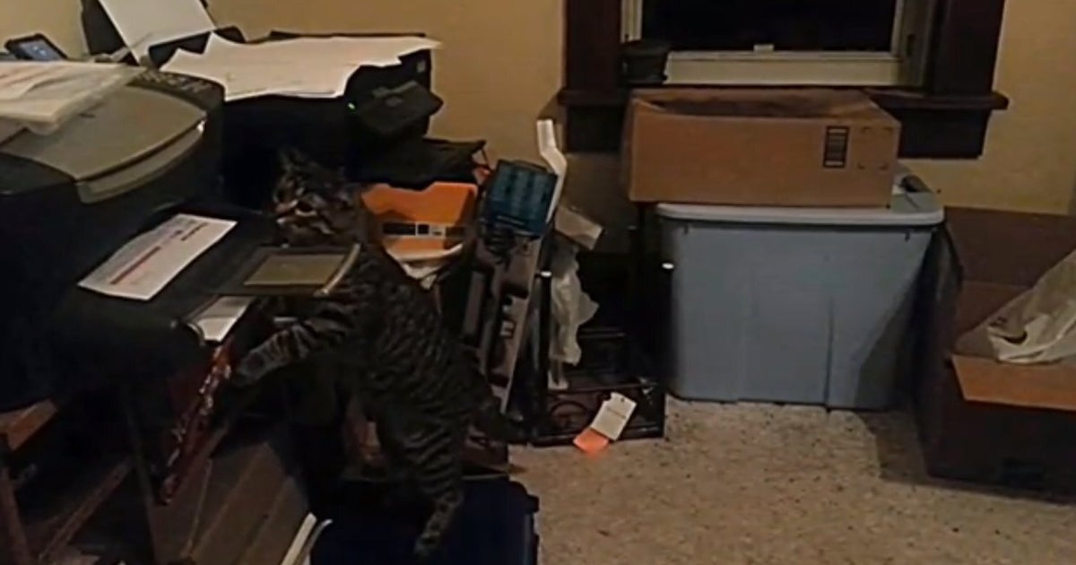 Cat Vs Printer (VIDEO) | HuffPost UK Comedy
