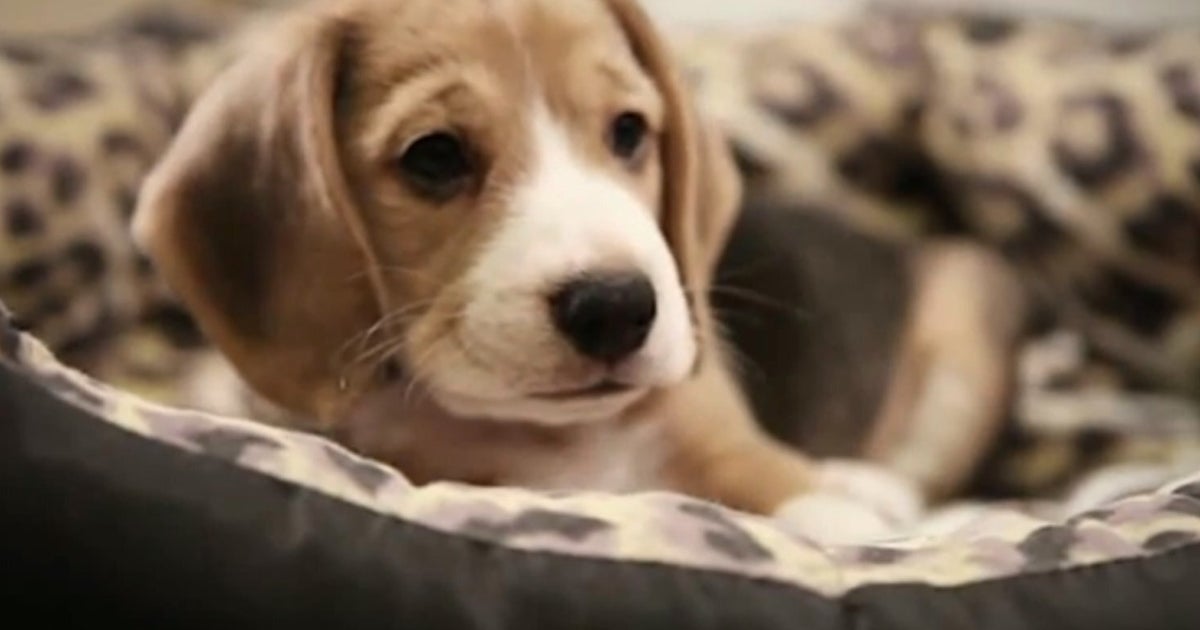 Liked 'Sad Cat Diary'? You'll Love 'Sad Dog Diary'! (VIDEO) | HuffPost ...