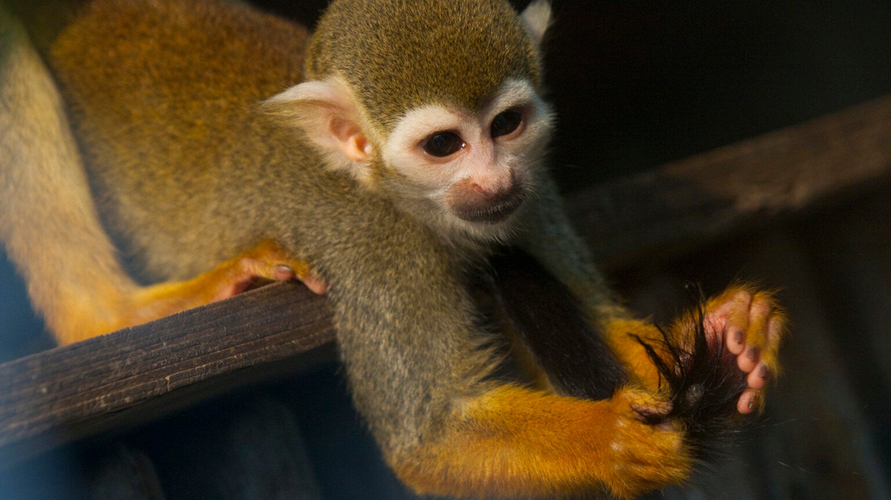 Monkeys Bite London Zoo Visitors 'At Least Once A Month' (PICTURES ...