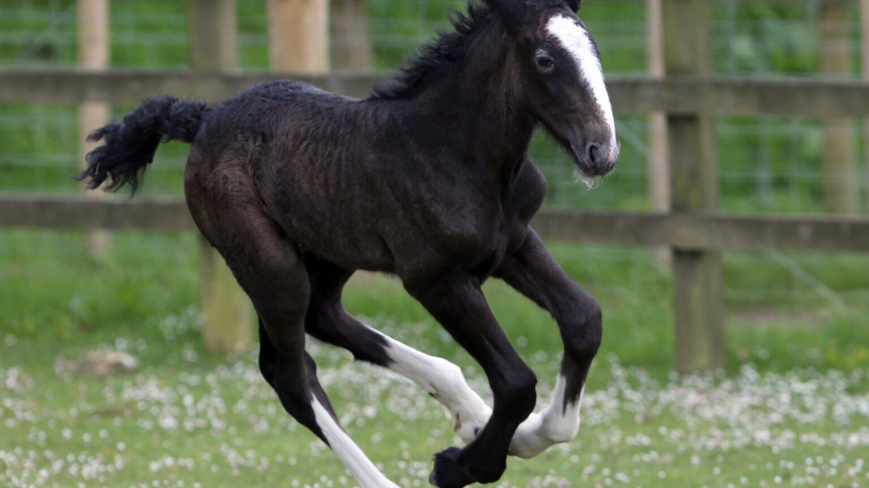 Horsey Fashion (For People, Not Those Onesies for Horses) | HuffPost UK ...