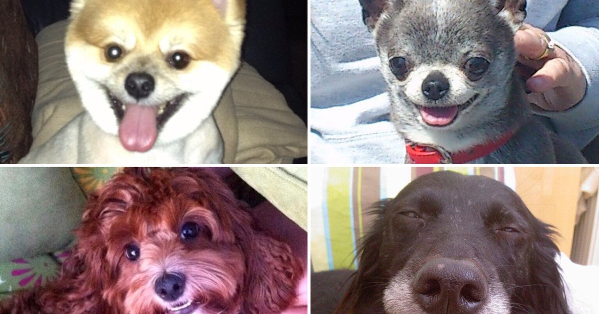 Adorable Smiling Dogs From HuffPost Readers (PICTURES) | HuffPost UK Comedy