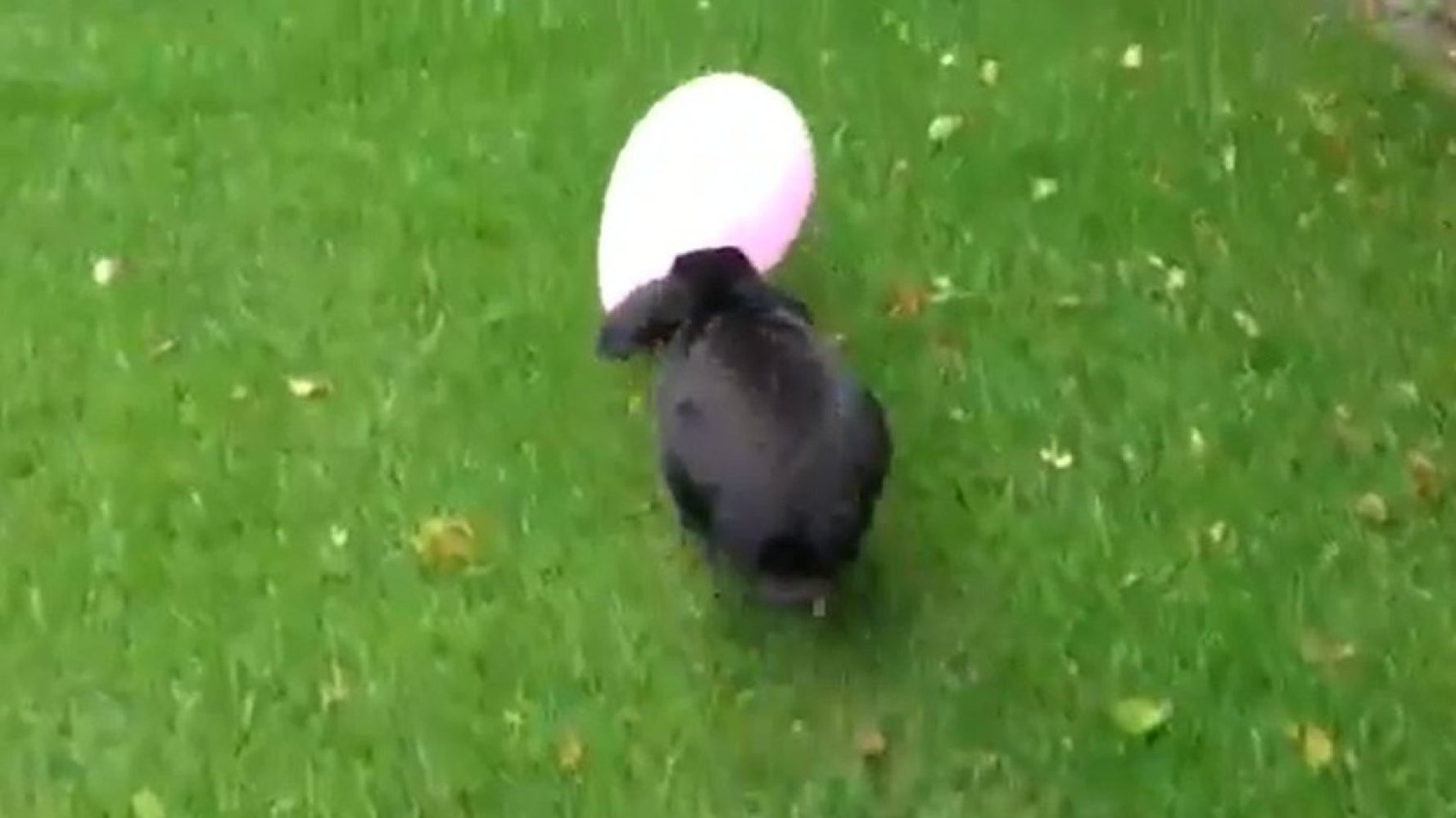 Bunny Loves His Balloon (VIDEO) | HuffPost UK Comedy