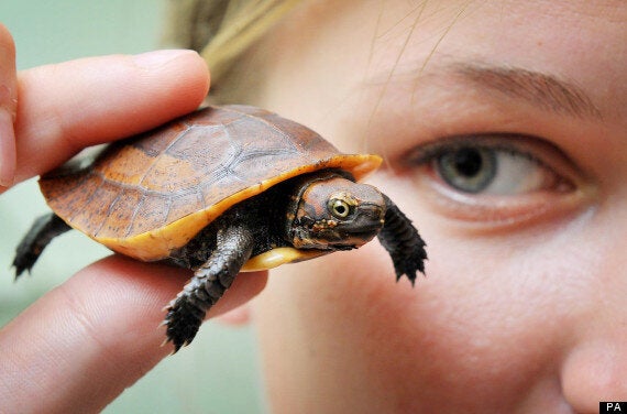 Rare Vietnamese Box Turtle Hatches At Bristol Zoo (PICTURES) | HuffPost UK