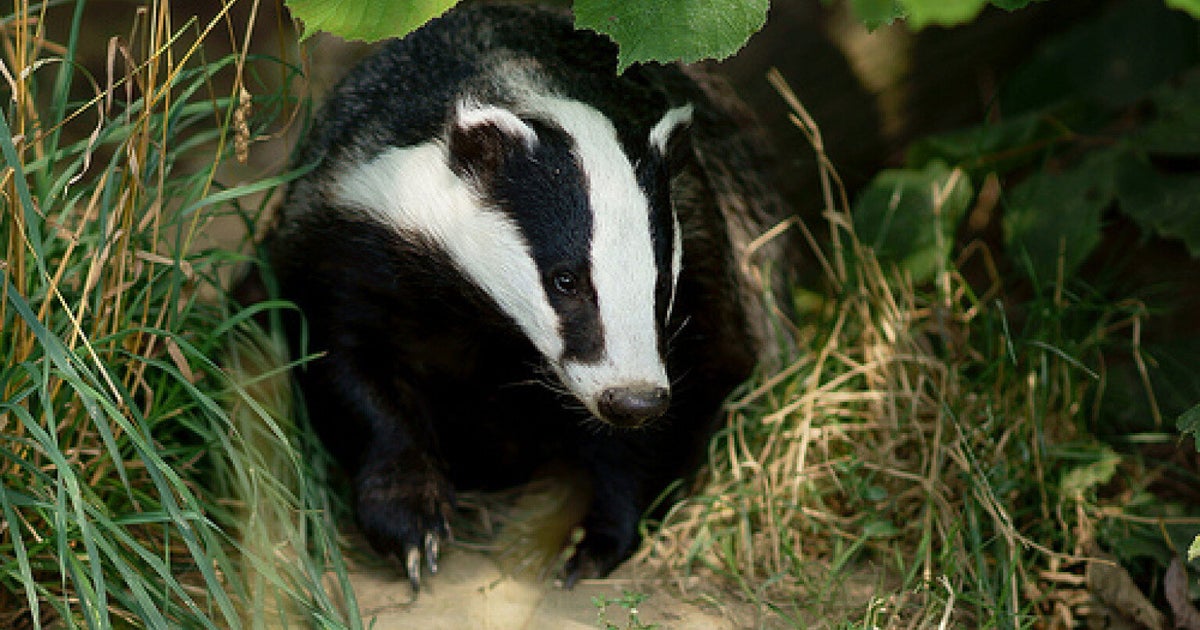 Stop the Cull - Save the Badger | HuffPost UK Politics