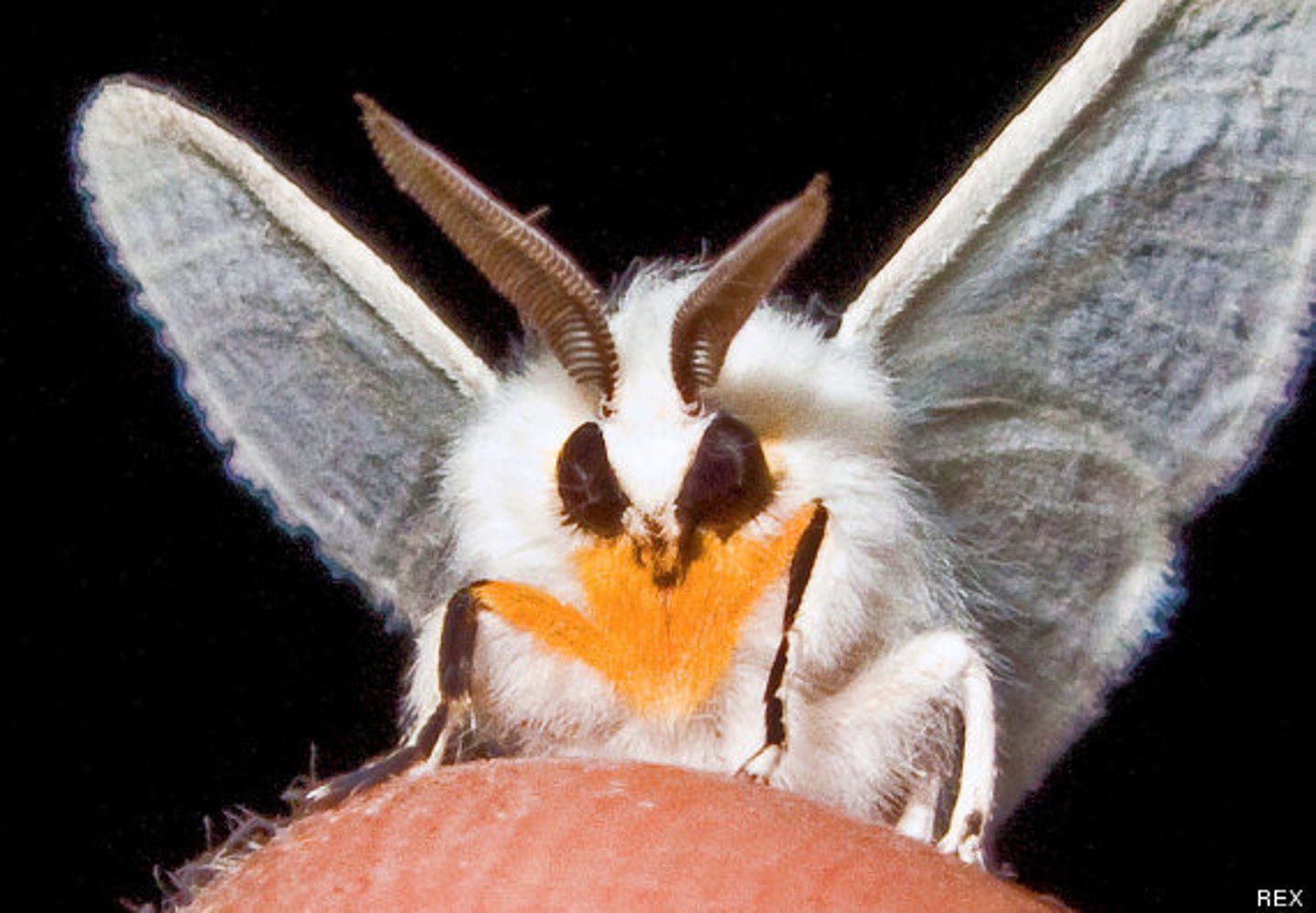 'Moth Man' Warren Krupsaw's Insect Portraits Scare Us To Death ...