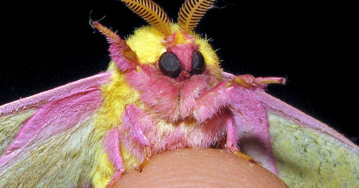 'Moth Man' Warren Krupsaw's Insect Portraits Scare Us To Death ...