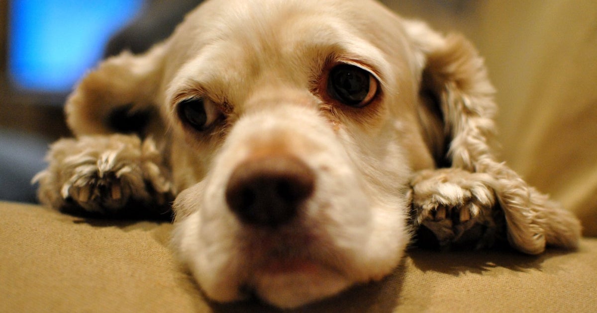 The Bravery and Devotion of Our Animal Friends | HuffPost UK Life