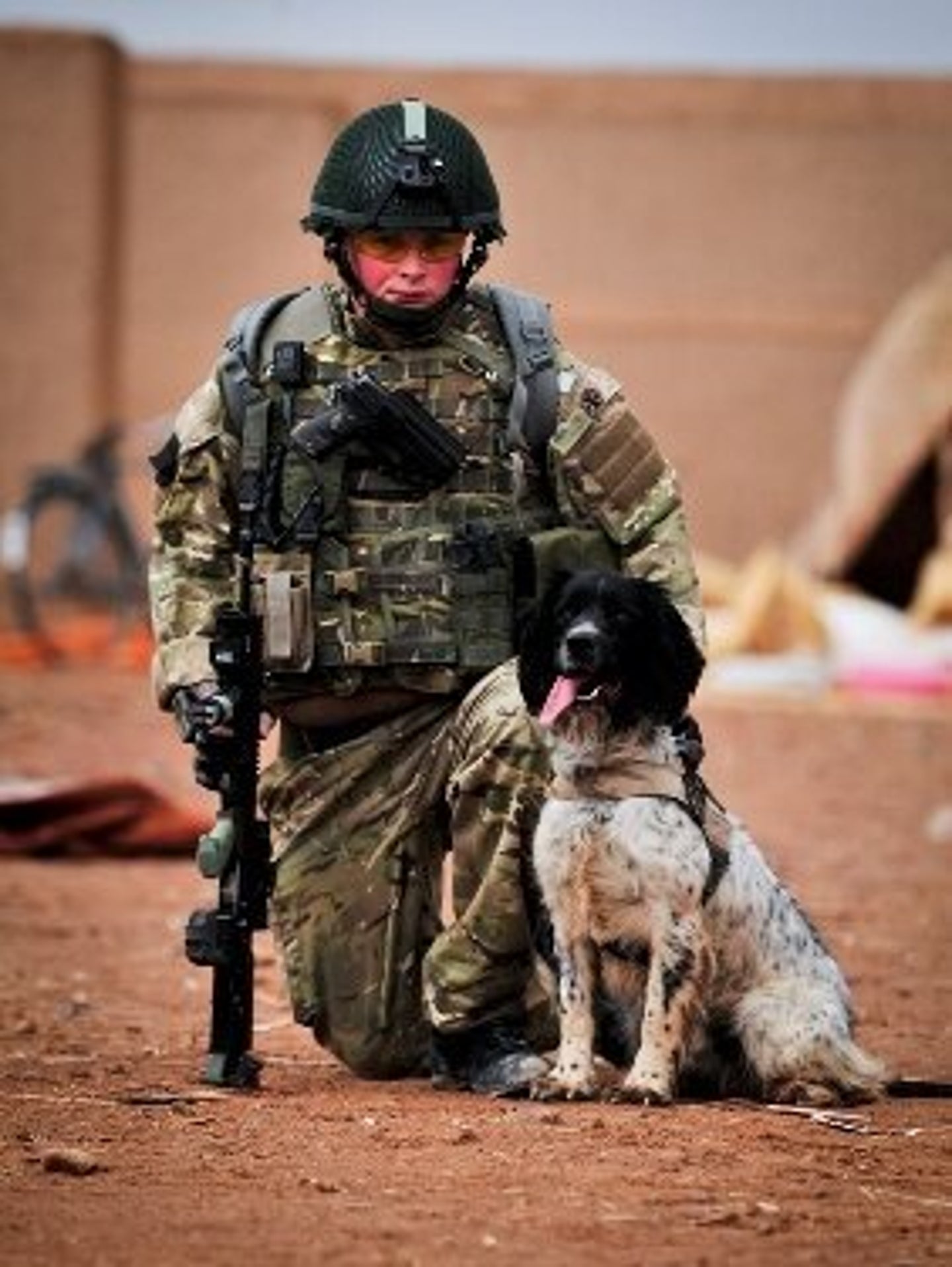 The Bravery and Devotion of Our Animal Friends | HuffPost UK Life