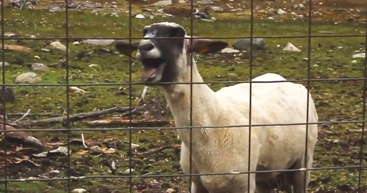 The Screaming Sheep (VIDEO) | HuffPost UK Comedy