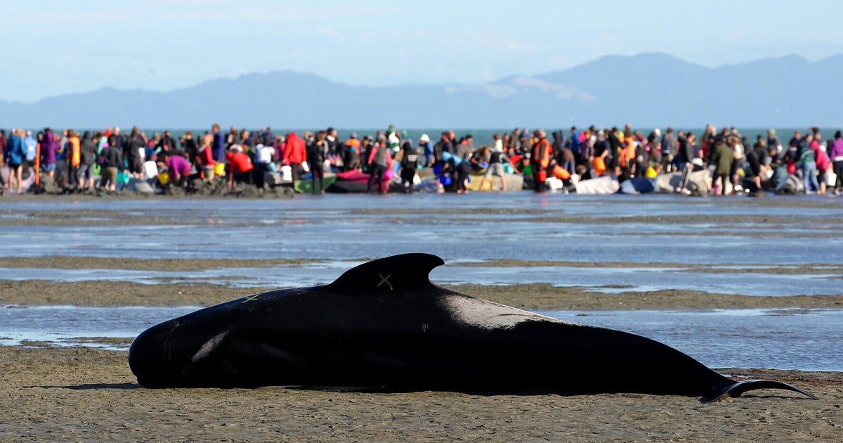 The Mystery Of Whale Strandings | HuffPost UK News
