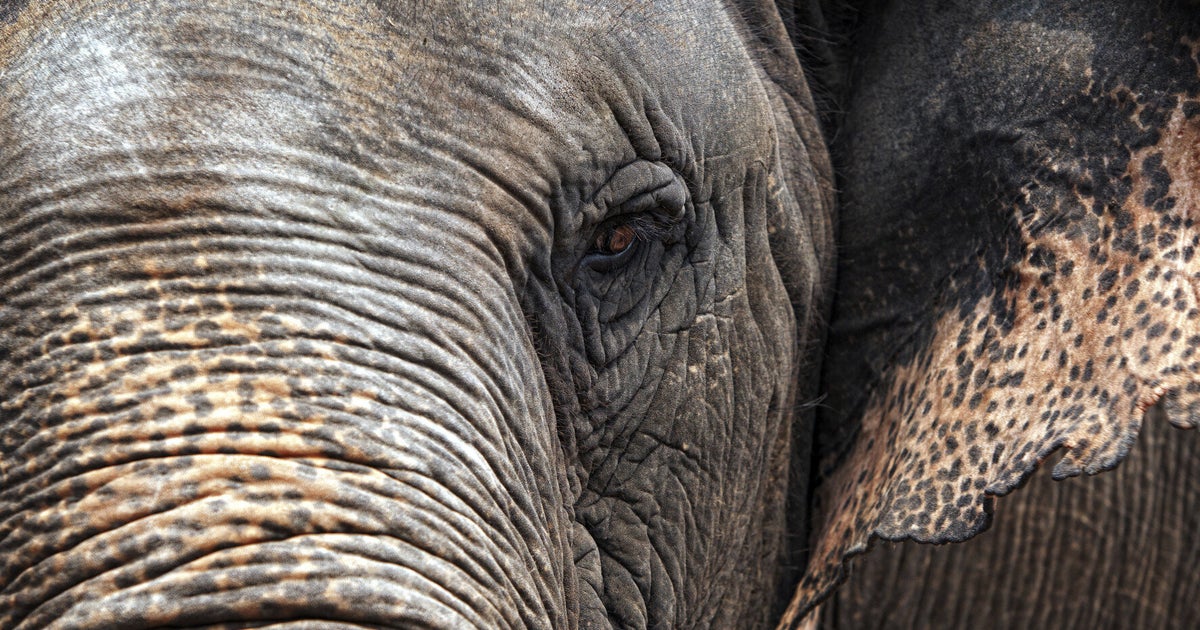 Thousands Of Elephants Exploited For Tourism Held In Cruel Conditions ...