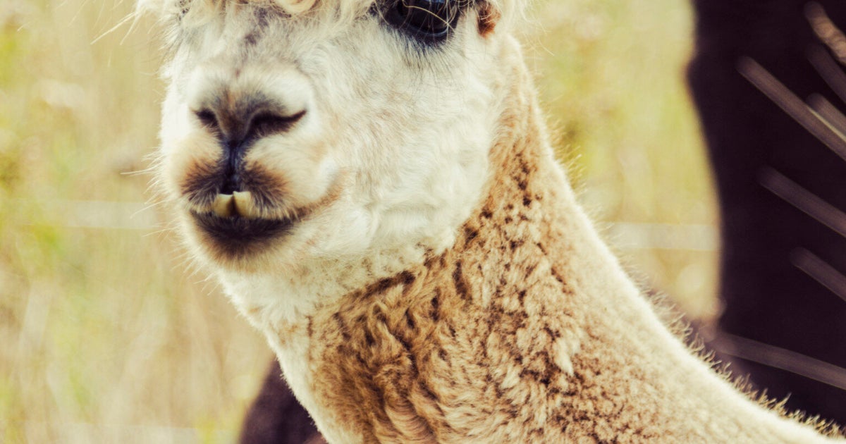 Alpaca: 10 Things To Know And Love About This Supremely Sustainable ...