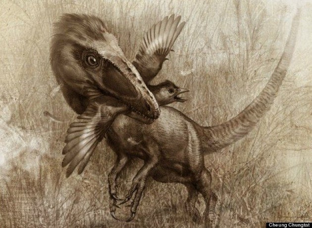 Dinosaur Fossils Show 'Wolf-Like' Species, Sinocalliopteryx, Preyed On ...
