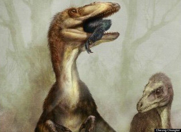 Dinosaur Fossils Show 'Wolf-Like' Species, Sinocalliopteryx, Preyed On ...