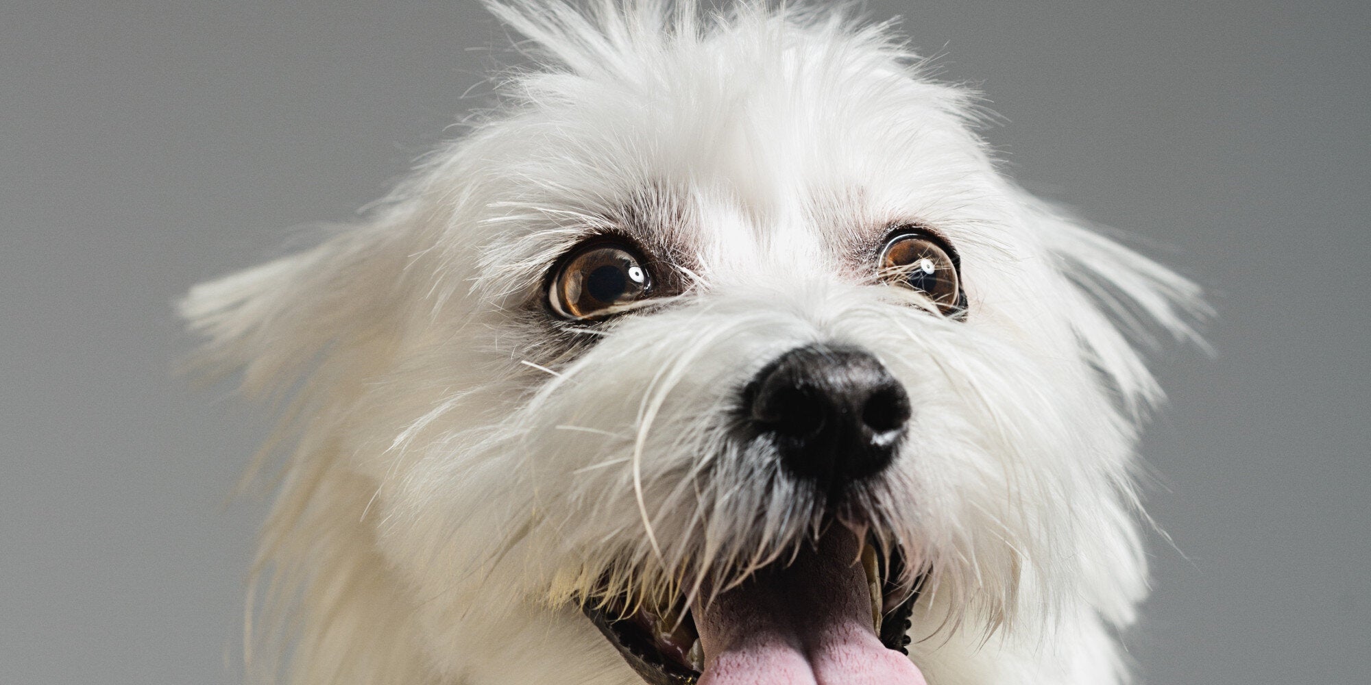 Dogs And Fur Stains HuffPost UK Life Dogs And Fur Stains HuffPost UK Life