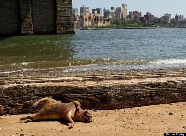 Manhattan Monster: Horrifying 'Beast' Washes Up On New York Shoreline ...