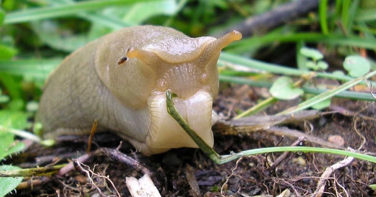 Slugs - My Top Tips On How To Beat Them | HuffPost UK Life
