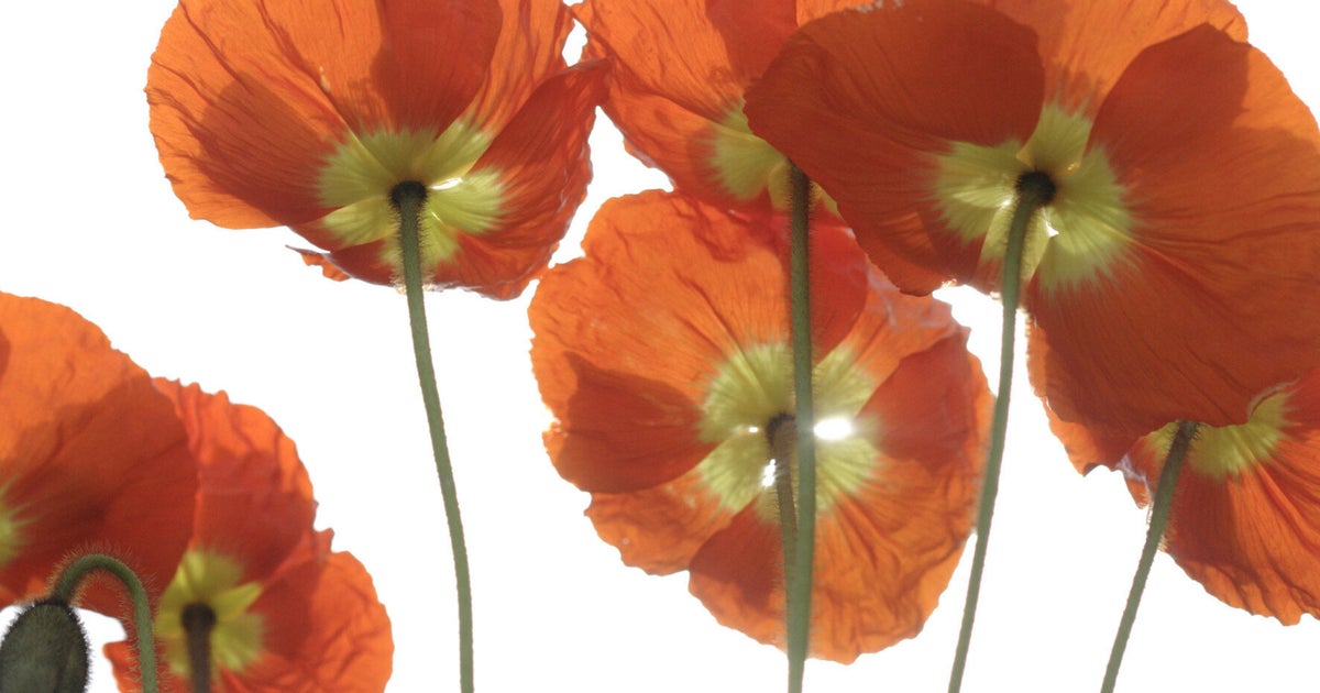 Poppy | HuffPost UK Parents