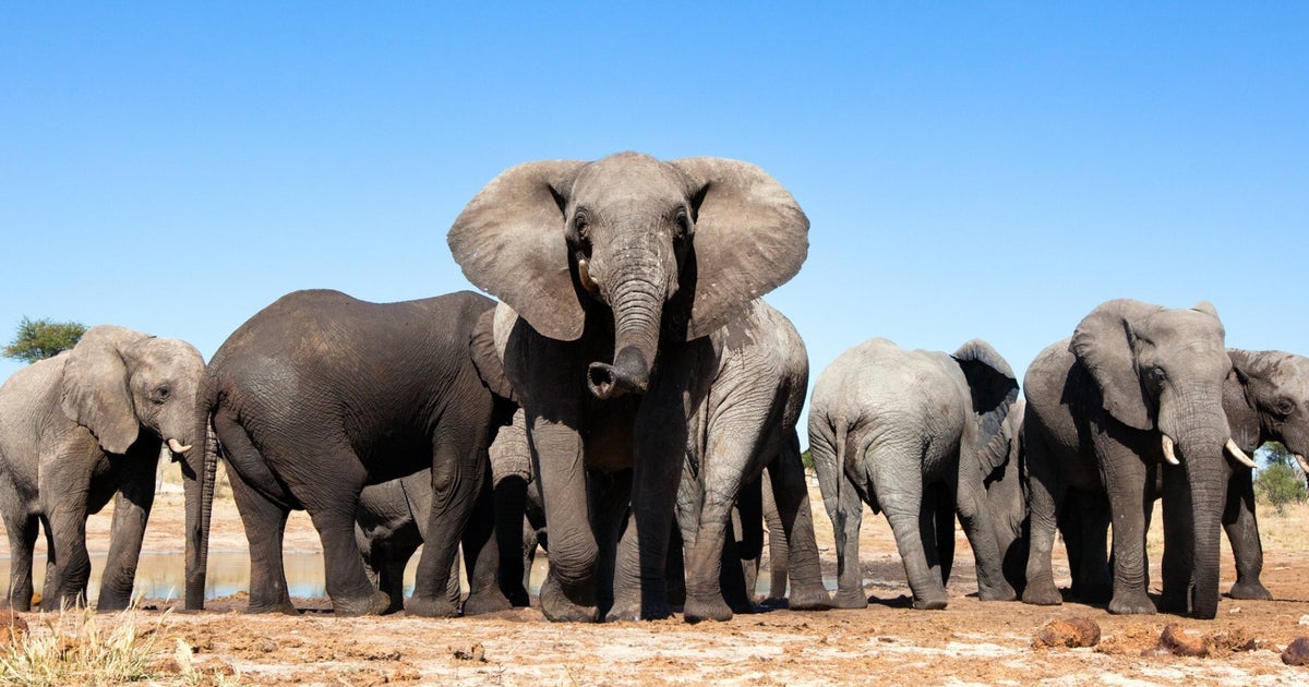 How You Can Help Stop The Ivory Trade | HuffPost UK News