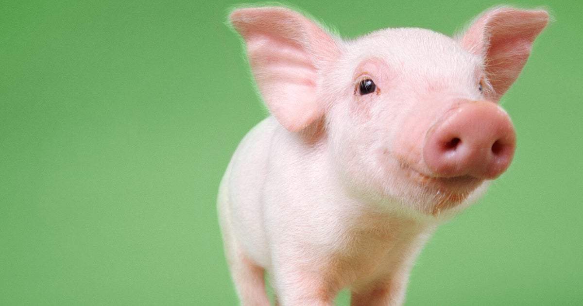 A Journey From Piglet To Plate | HuffPost UK Life