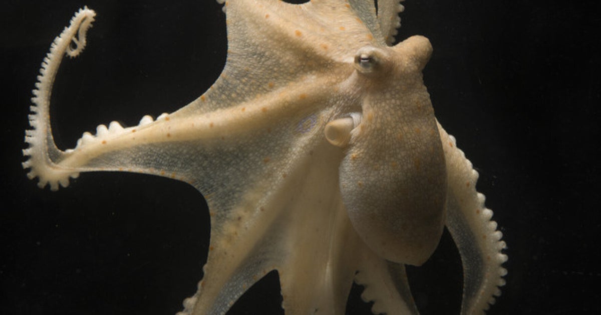 Octopuses Can Defy Their Genetic Instructions - And It's Slowed Down ...